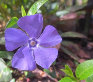 Boston Bloomers | Alan Ilagan