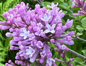 A Tale of Two Lilacs | Alan Ilagan